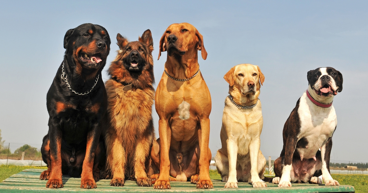 The Furry Giants: Here Are 10 of the Largest Dog Breeds in the World