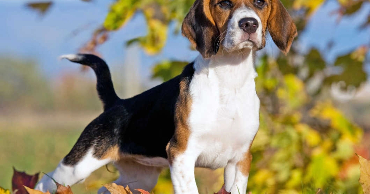 Hundetrener nekter å eie disse 6 rasene: Har du en av dem?