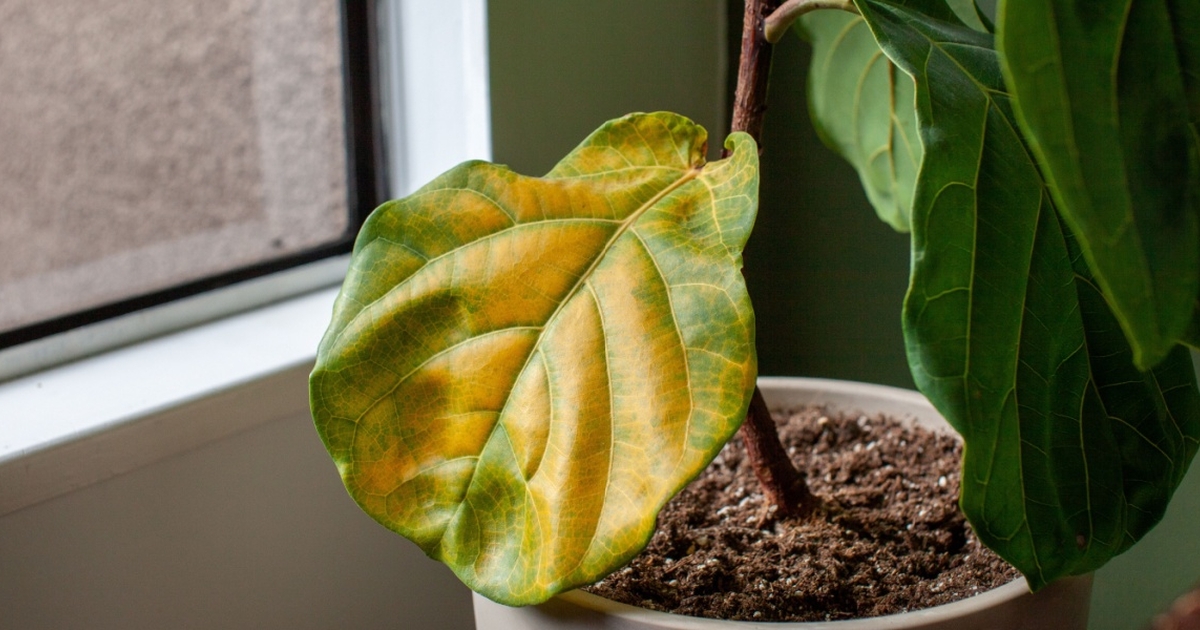 Why Are Your Plant Leaves Turning Yellow? Here's How to Fix It