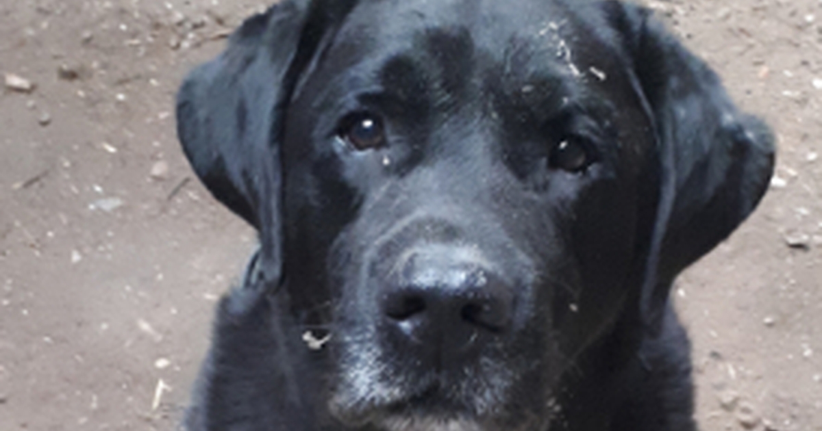 Sort labrador fundet på gaden: Kender du en, der savner sin hund?
