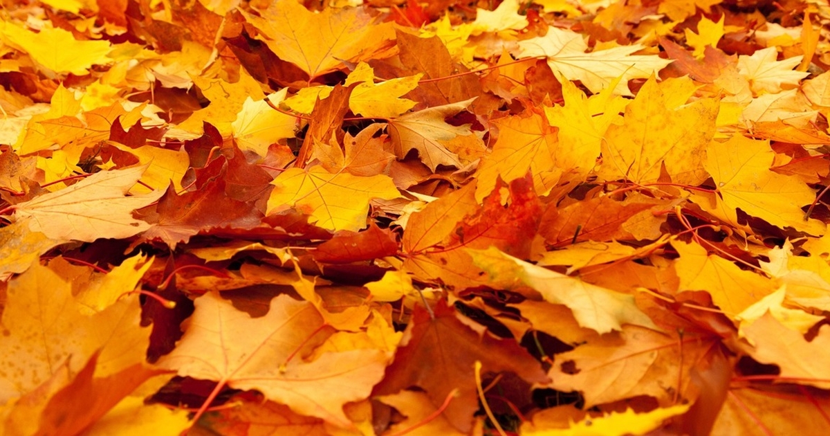 Efterårstip: Sådan bruger du visne blade