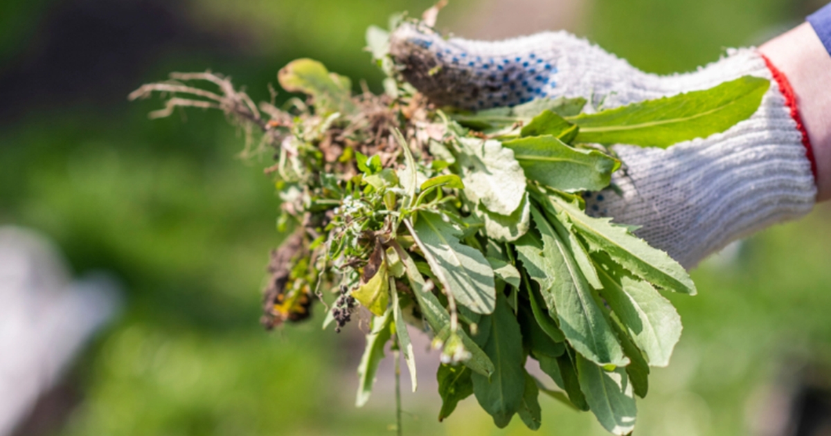 Kan gjøre problemet verre: Hageekspert advarer mot utbredt metode mot ...