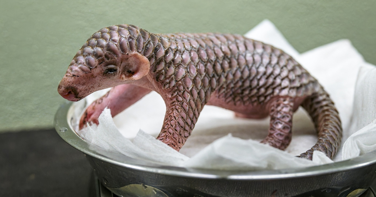 Endangered Chinese Pangolin Born in Prague Zoo