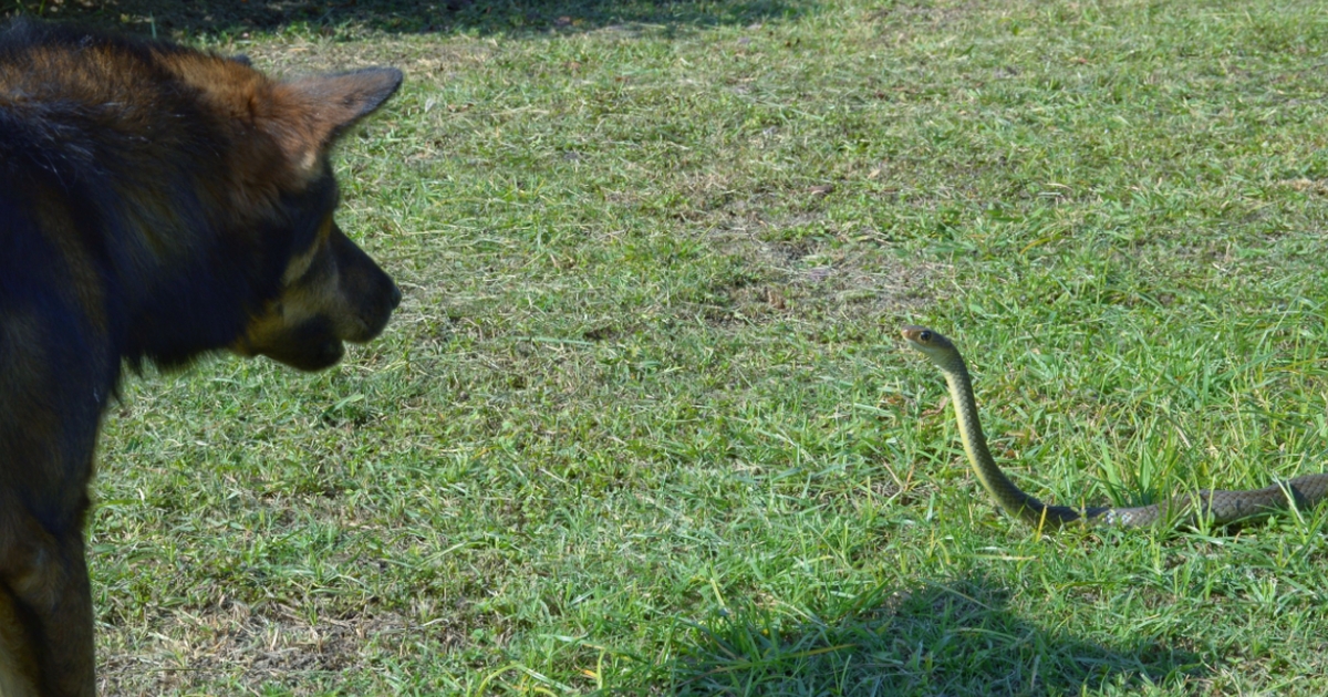 4 ting, du skal huske, hvis din hund bliver bidt af en hugorm