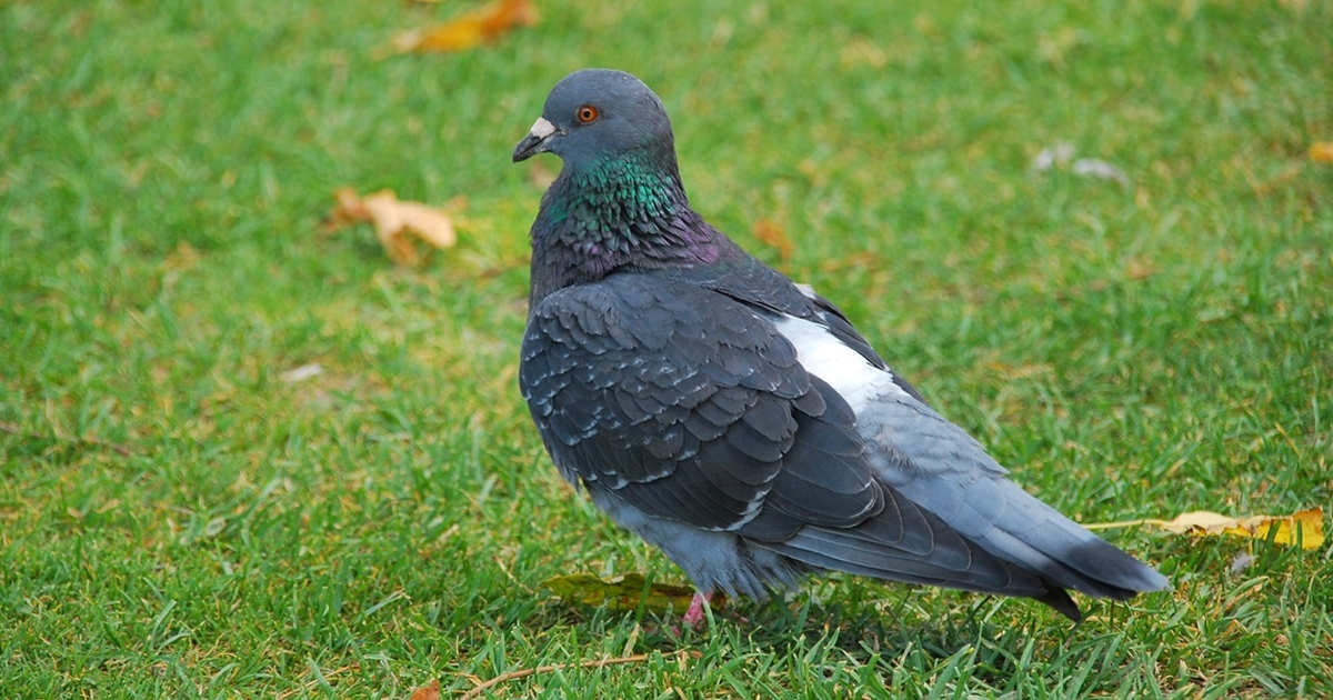 Få duer til at holde sig væk fra haven: Du skal kun bruge 1 ting, de ...