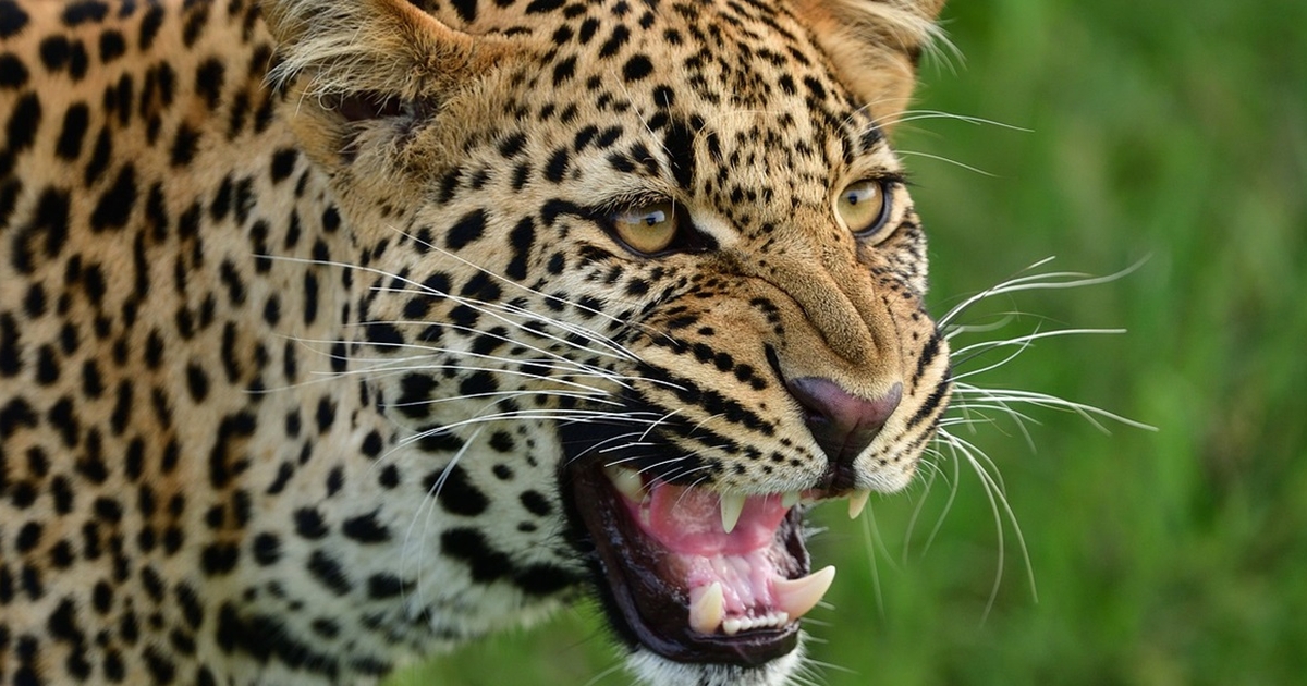 Zoologisk have sætter overvægtig leopard på slankekur - går ikke helt ...