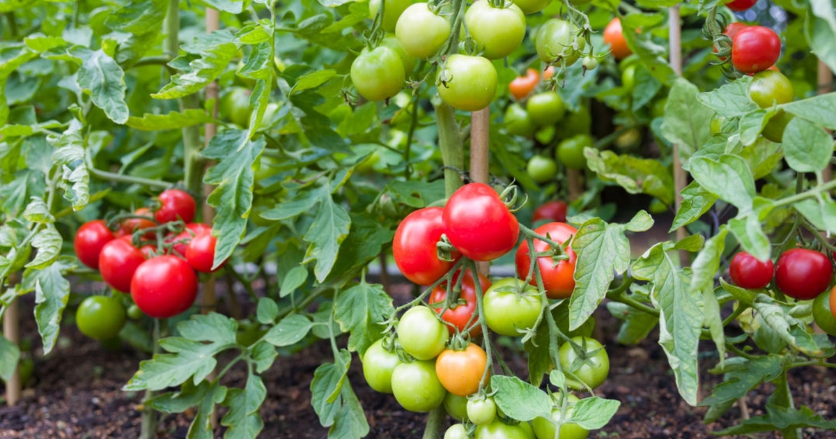 Få nordmenn vet det: Sånn får du tomater til å vare lenger