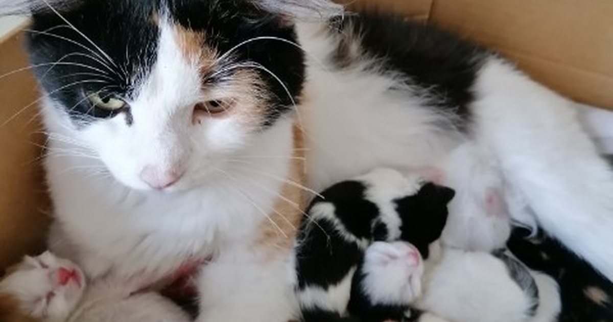 Skilt fra hinanden og smidt ud: Katte og killinger spærret inde i kødkasser