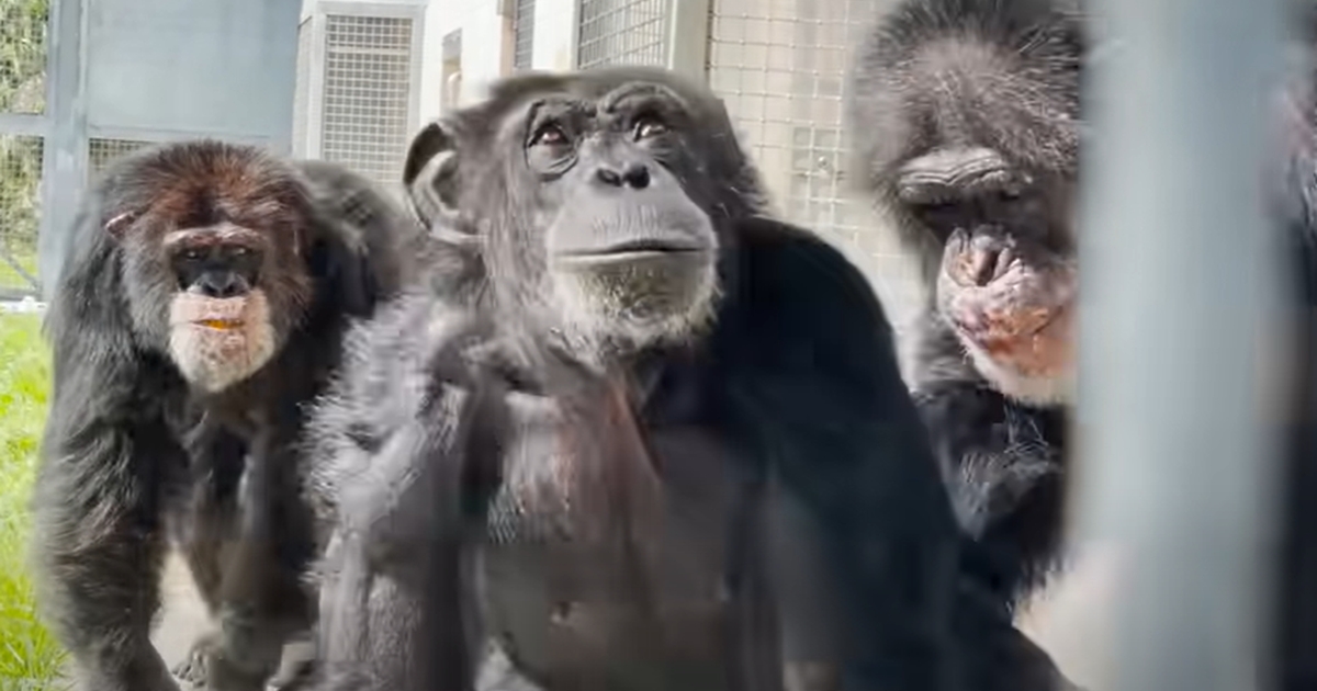 Chimpanse reddet fra laboratorium er i vild forbløffelse, da hun ser ...