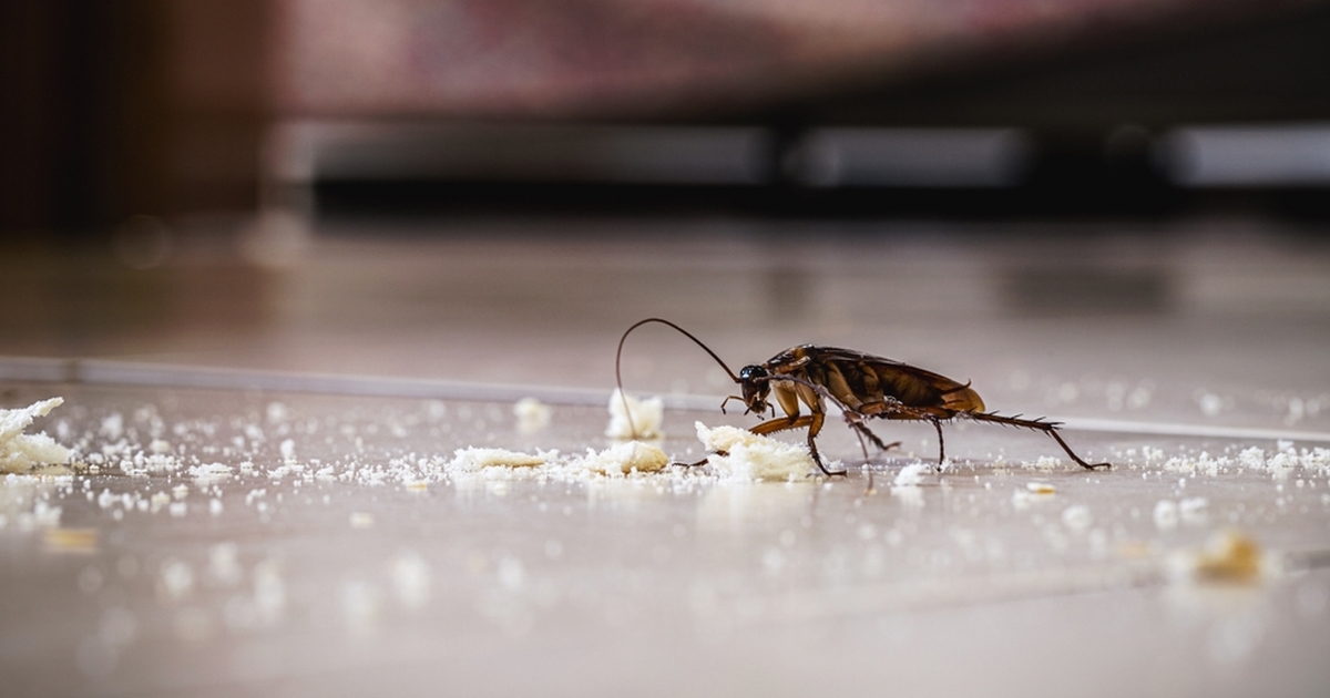 Did You Know This? Why You Should Never Step on a Cockroach Inside Your ...