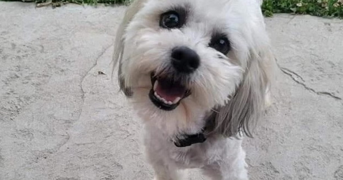 Outrage Erupts After Missouri Police Officer Shoots Blind and Deaf Dog