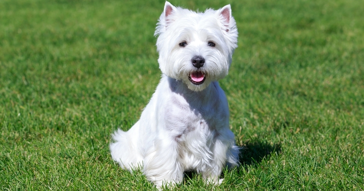 Trist nyhed til hundeelskere: Sidste chance for at få denne hunderace