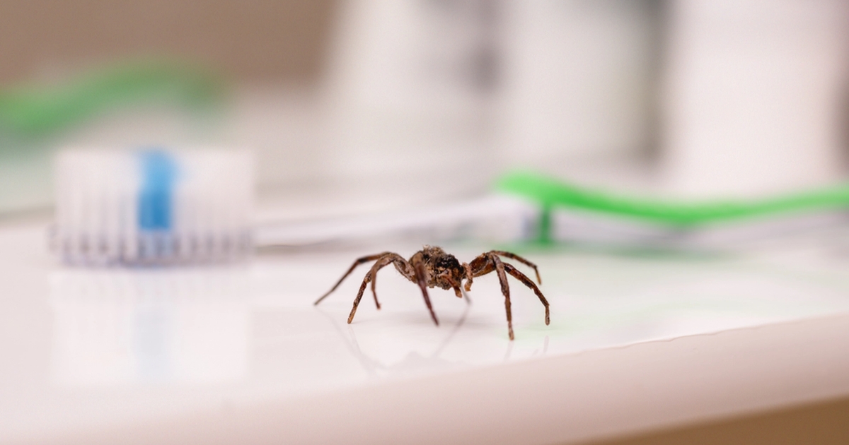Edderkopper flygter fra den danske kulde indendørs: Her er 6 geniale ...