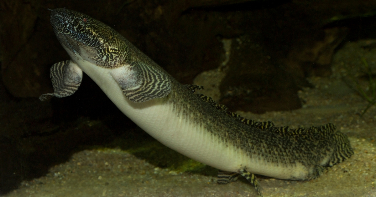 Verdens ældste akvariefisk er over 80 år: Det spiser den