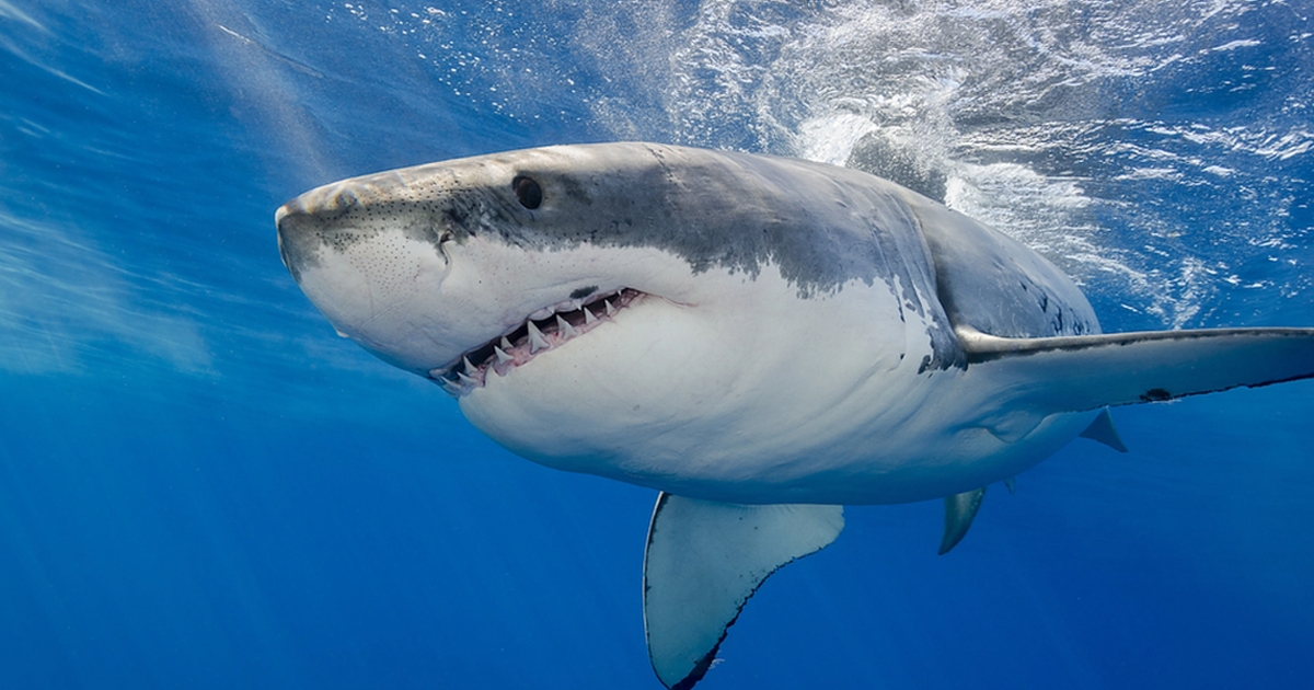 Unexpected Encounter: 1.5-Meter Shark Found on Danish Bike Path