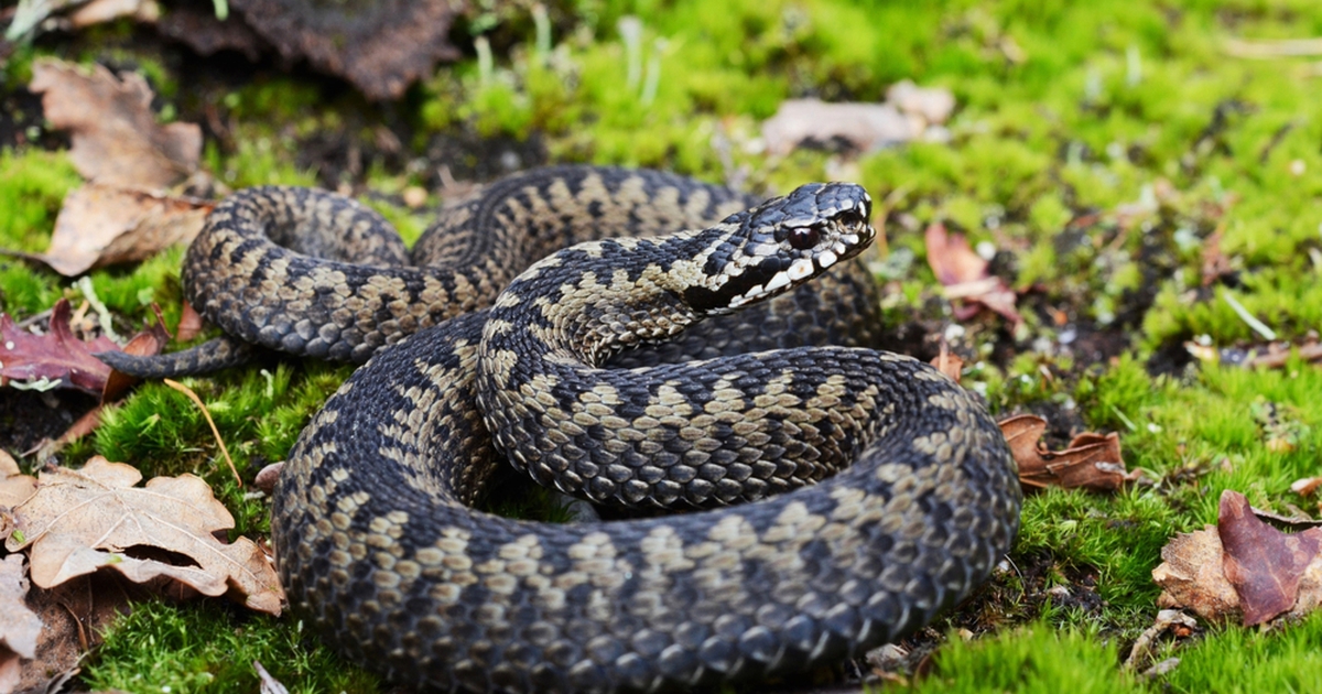 Her gemmer hugormen sig i din have: Dette kan du gøre