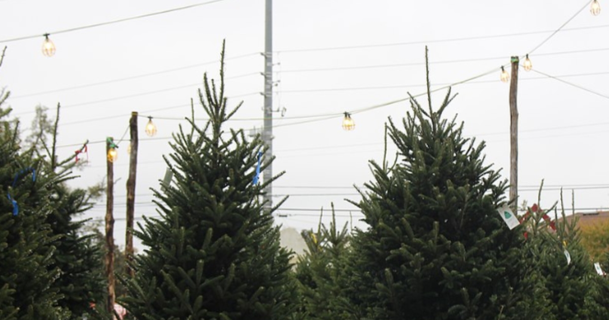 Står du og mangler et juletræ? Så kan du hente det gratis her