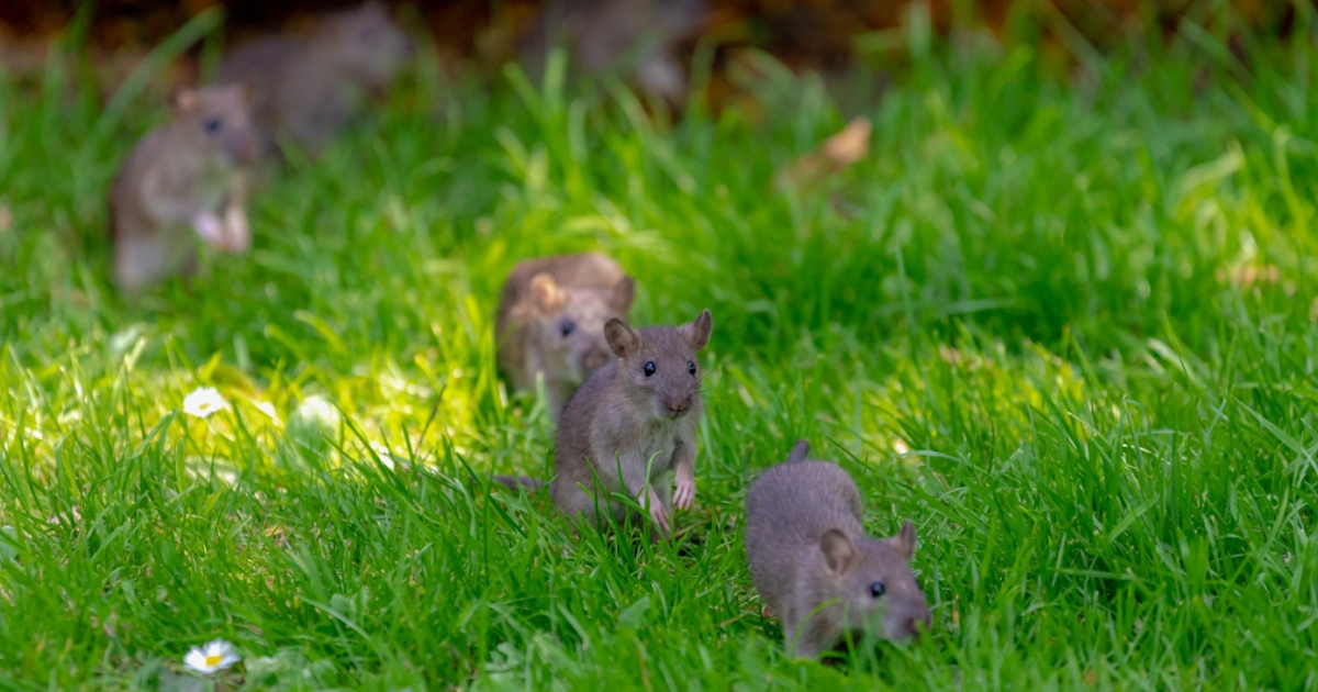 De hader lugten: Sådan holder du rotter væk fra din have