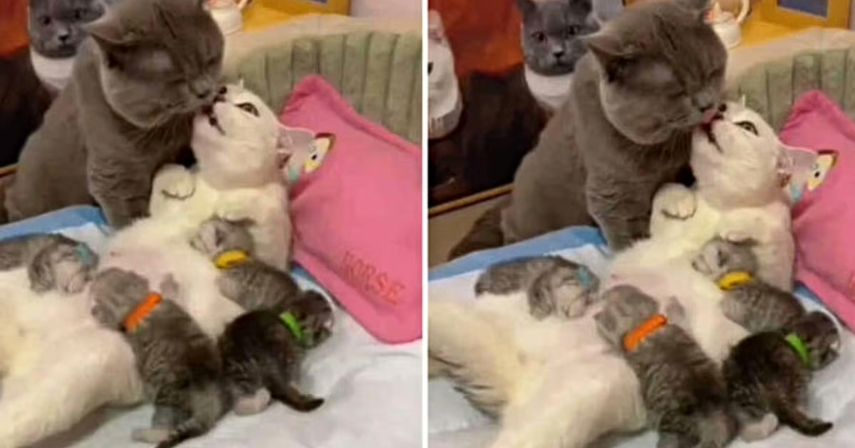 Cat parents share a romantic moment after the birth of their kittens ...