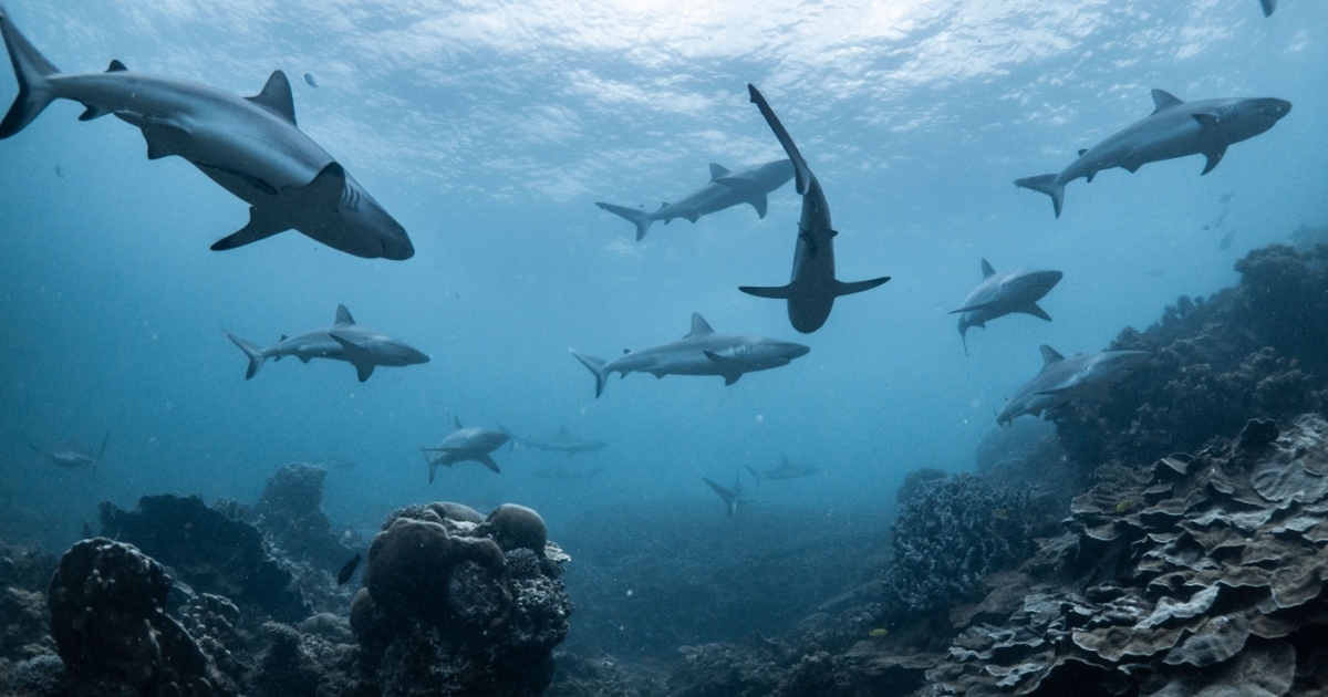 Mysterious Shark Graveyard Discovered on Ocean Floor