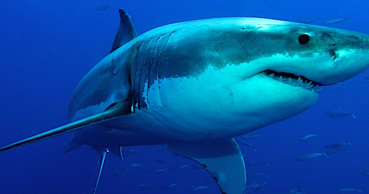 Stigning i hajangreb - det vigtigste at vide, hvis du møder en haj