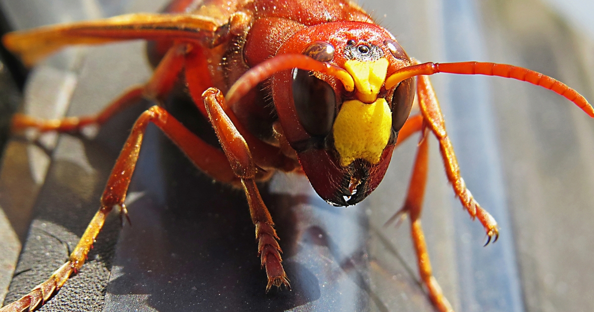 Asiatiske dræberhvepse fundet i Nordeuropa: Nærmer sig Danmark