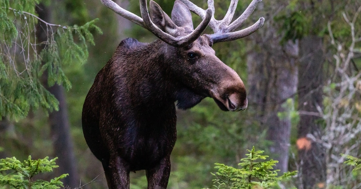 Video går viralt: TV 2-reporter jaget av elg