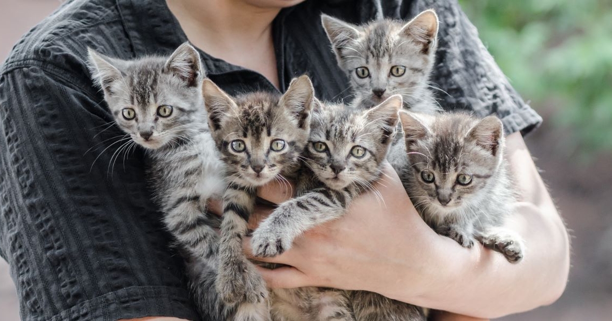Kinesiske fødevareskandale: 1000 katte skulle slagtes og sælges som ...