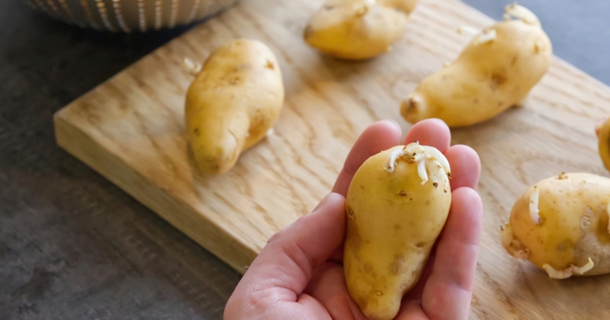 What to Do with Sprouting Potatoes?