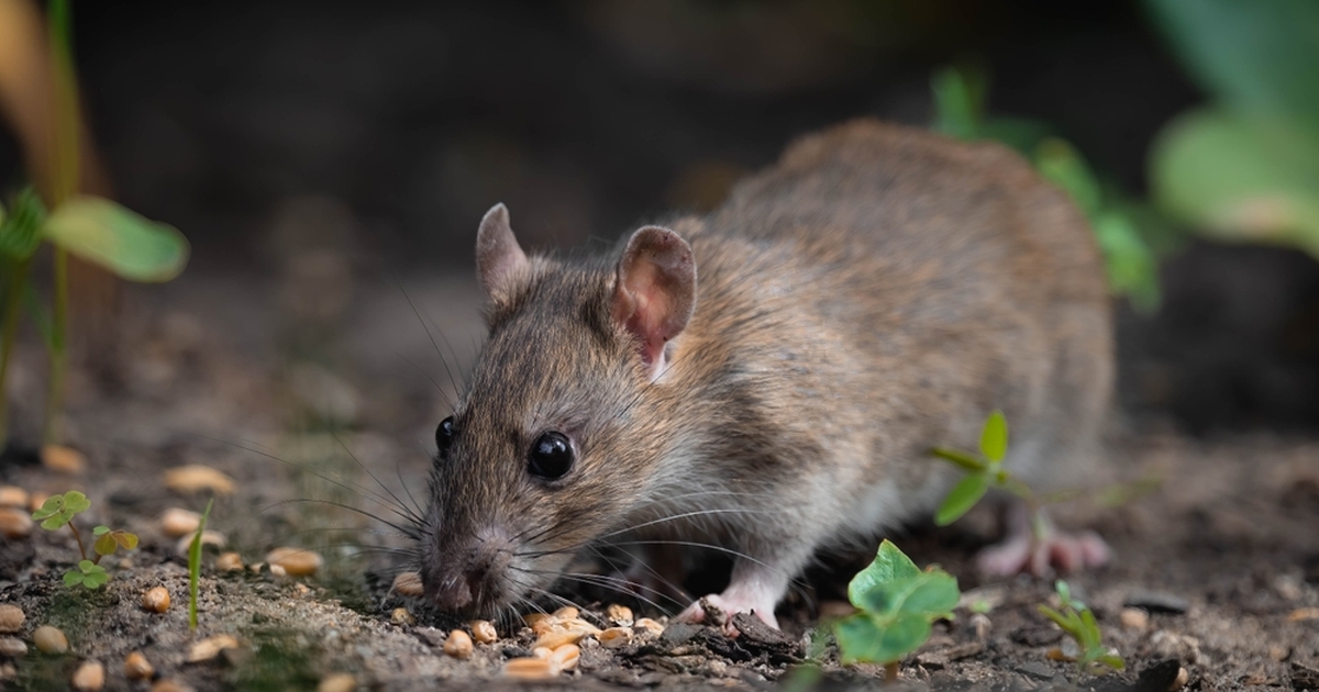 Cities Battle Rodent Infestations as Global Rat Populations Surge