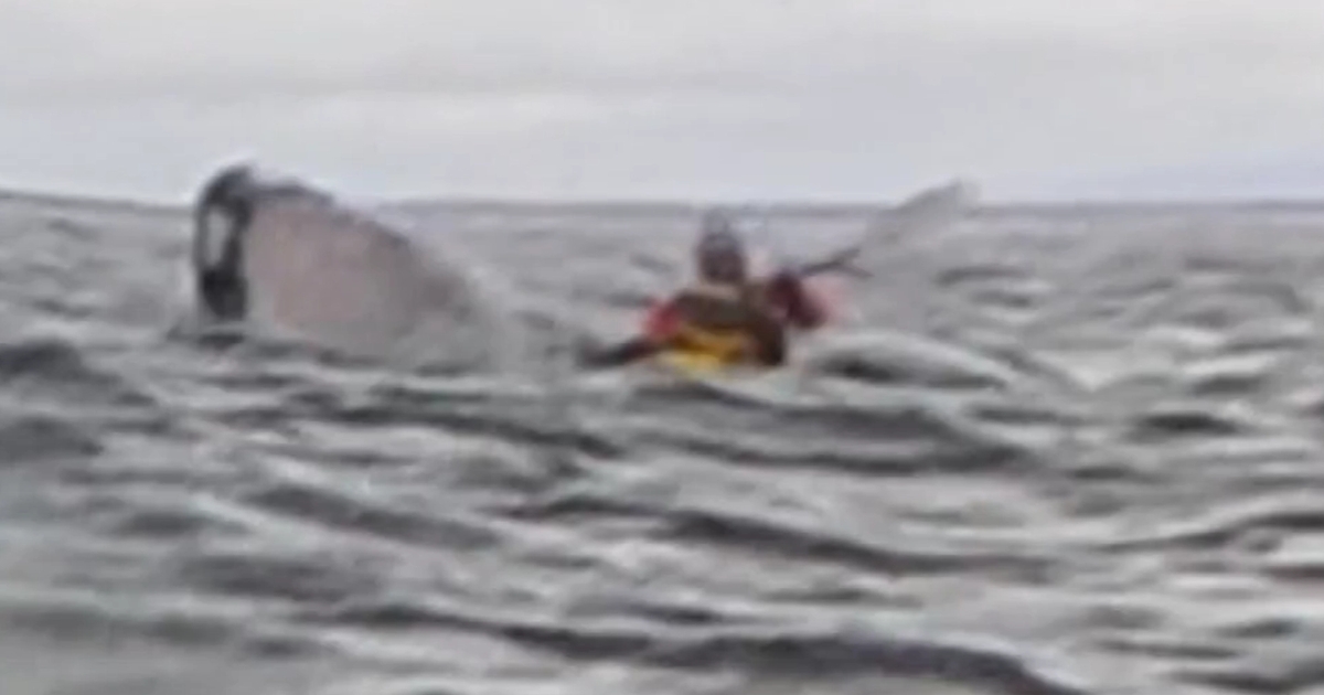 Det utenkelige skjer: 24-årig mann blir slukt av hval