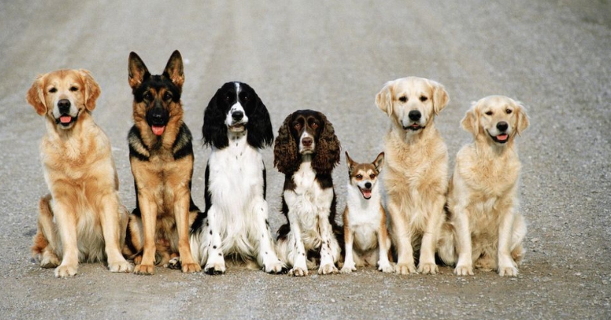 Danskernes favorit er afsløret: Her er den absolut mest populære ...