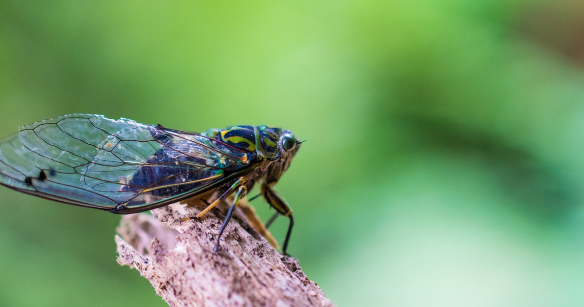 Insekter fra helvede: Parasit gør cikader til sexgale zombier