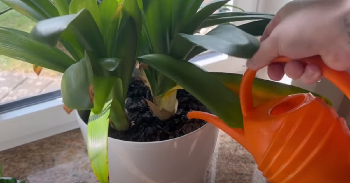 Det står i næsten alle garager: Se hvad der sker, når du hælder det ned til dine planter