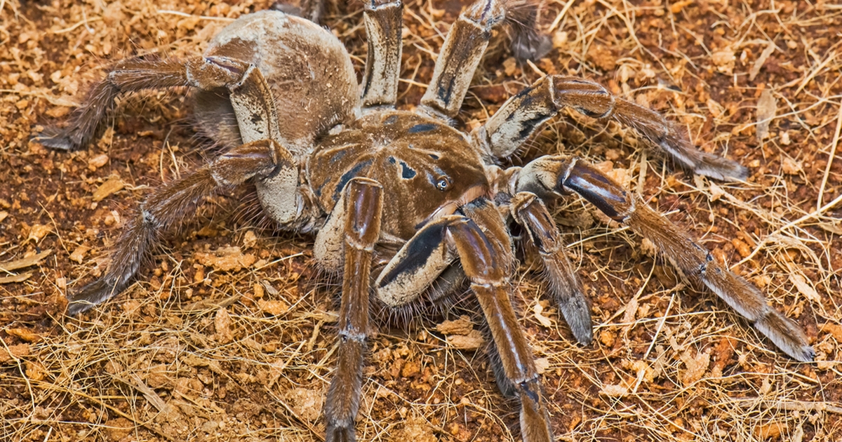 Verdens største edderkop