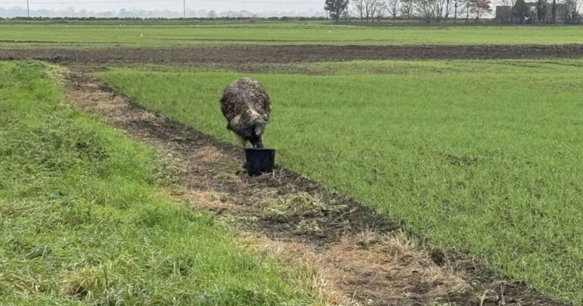 Emu on the Loose: Police and Rescuers Struggle to Capture Escaped Bird