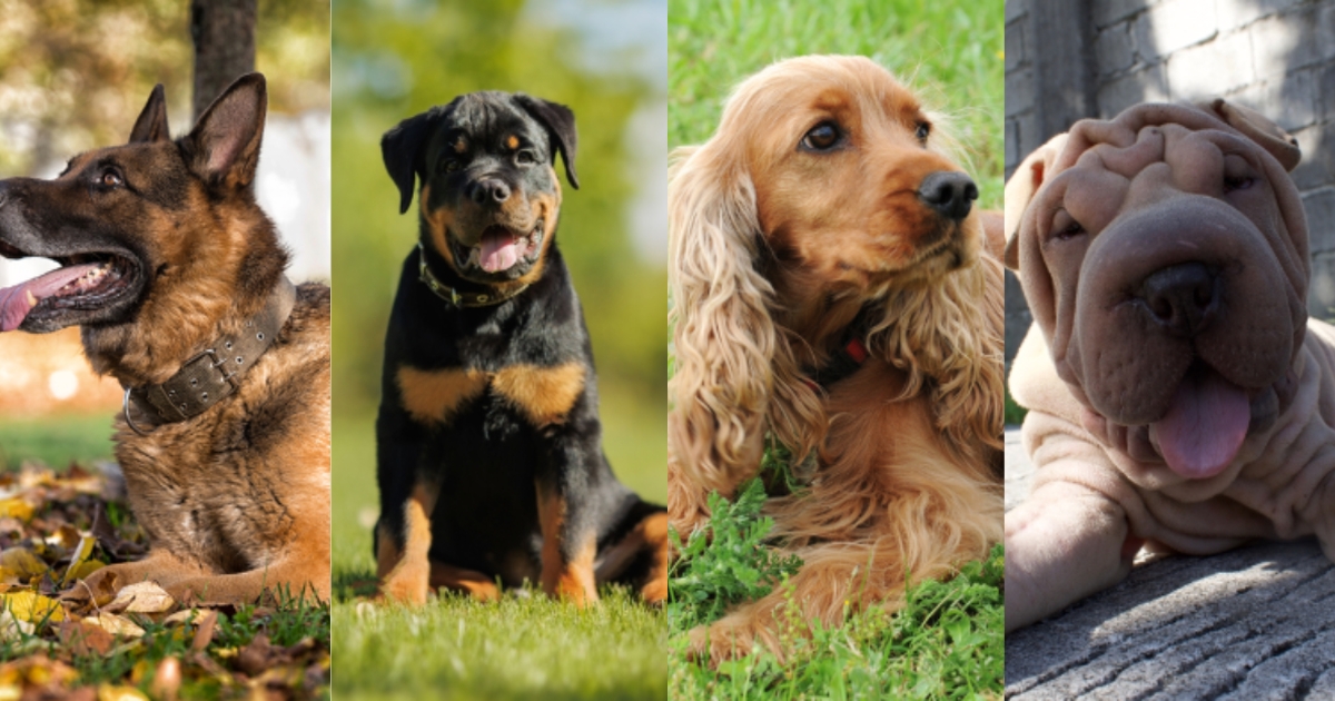 Hold dig fra disse 20 hunderacer, når du skal vælge din første hund