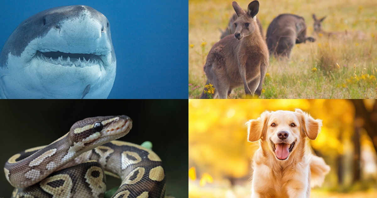Her er verdens farligste dyr - det er ikke, hvad du tror