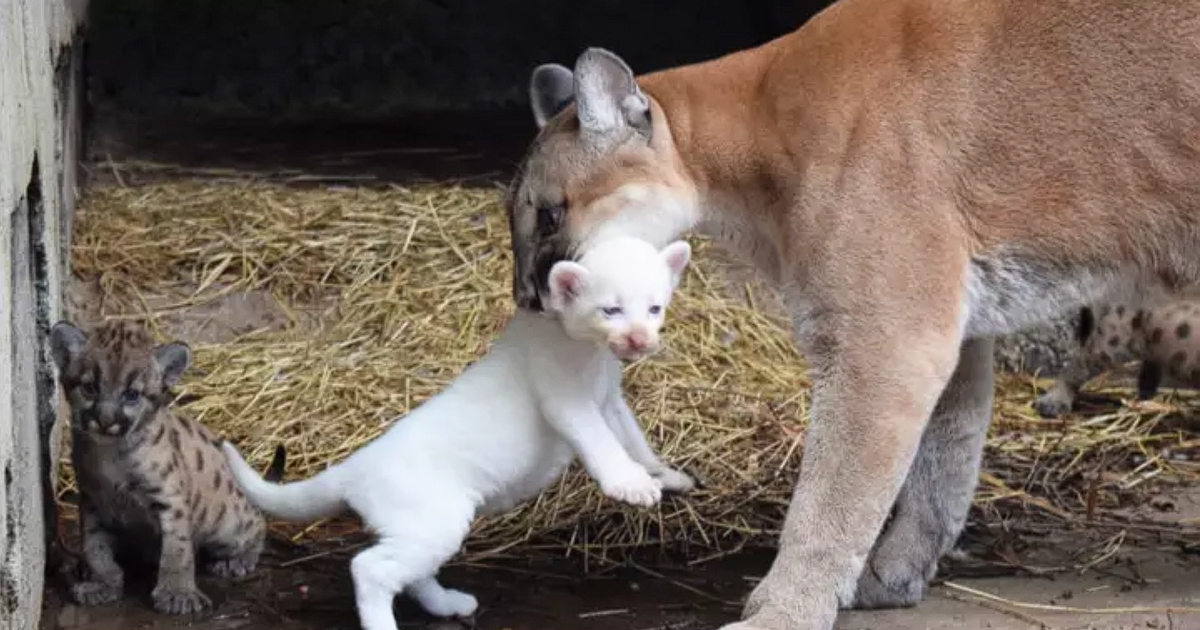 Historic birth of an albino puma cub in Nicaragua's Thomas Belt Zoo