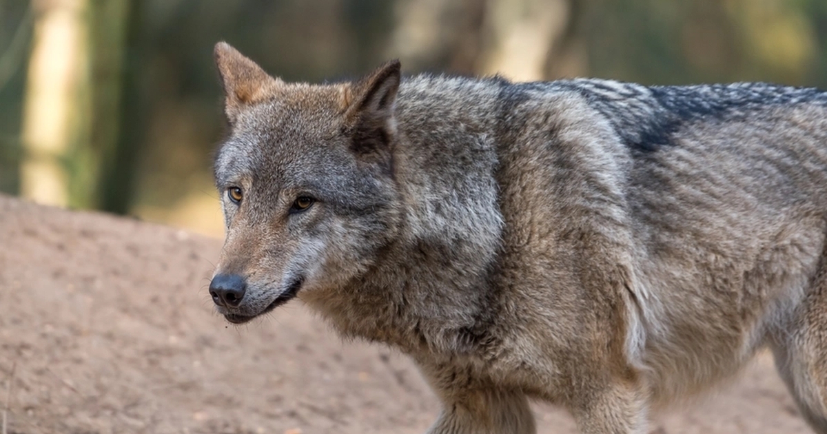 Her bliver ulvene dristigere: Angreb nær populær rejsedestination