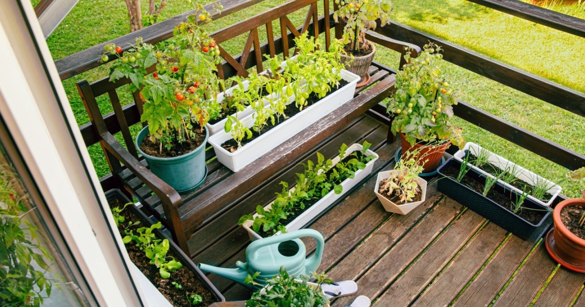 Den ultimatum guide: Her er det bedste du kan plante, så din altan ...