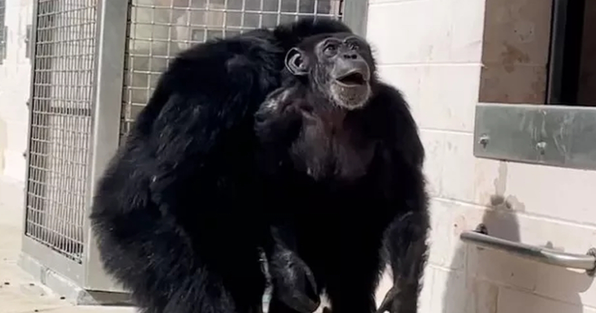 Video: Vanilla the Chimpanzee Experiences the Sky for the First Time ...