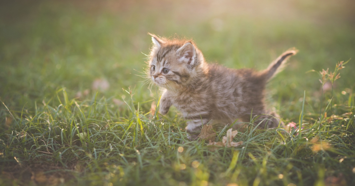 De 10 mest almindelige farer for killinger - og hvordan du forebygger dem