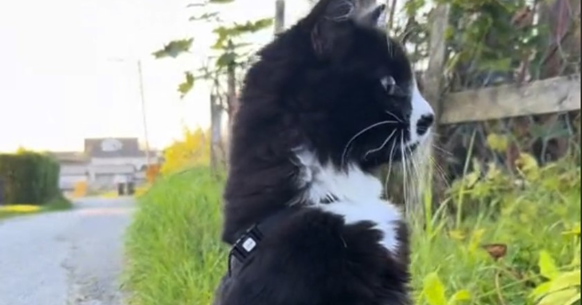 Cat Meets Sheep for the First Time and the Reaction is Priceless