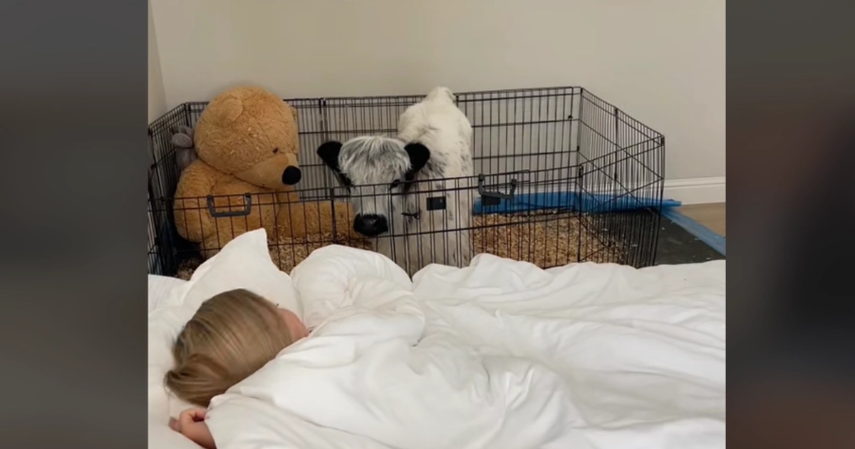 Pure cuteness: Baby cow's morning routine melts the internet's hearts