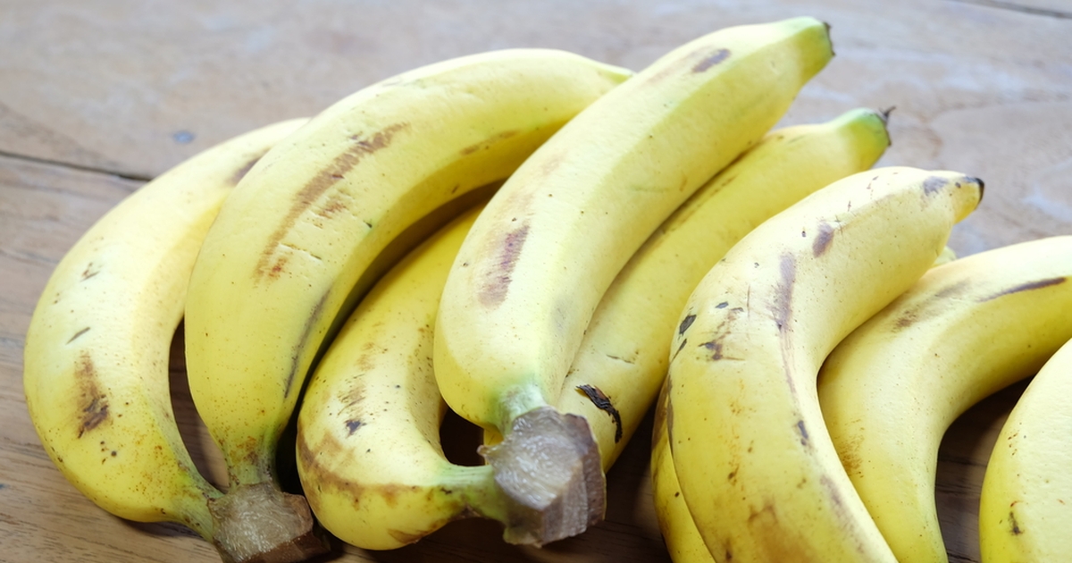 Familien Nielsen købte bananer i Netto: Fik verdens farligste edderkop ...