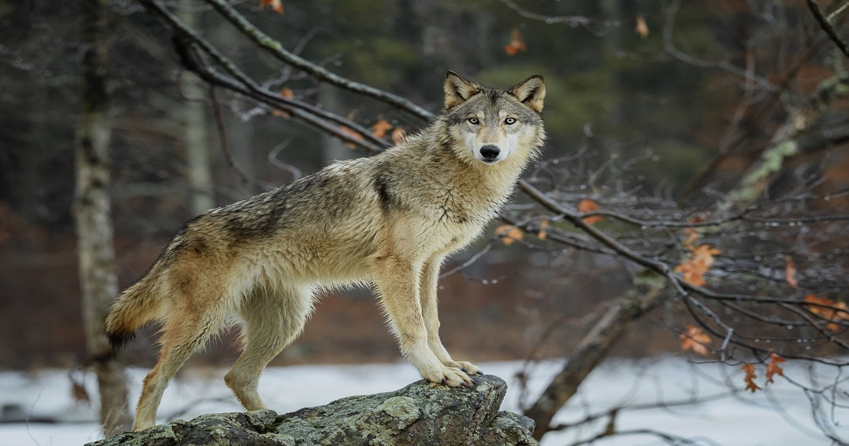 Ulv spottet nær Vejle: "Ud fra de billeder jeg har set, så er der tale ...