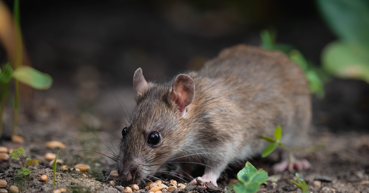 Slip af med rotterne: Den plante holder dem ude af haven