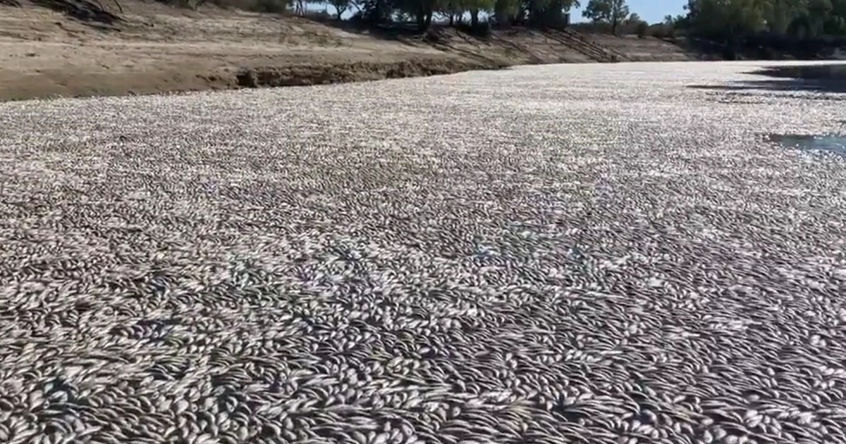 1 million døde fisk er skyllet i land i Australien: Årsagen er chokerende