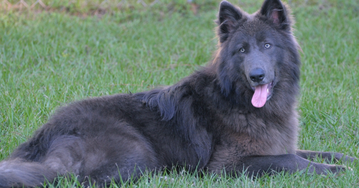 Kvinde kæmpede for at finde den perfekte hund: Så skabte hun den selv